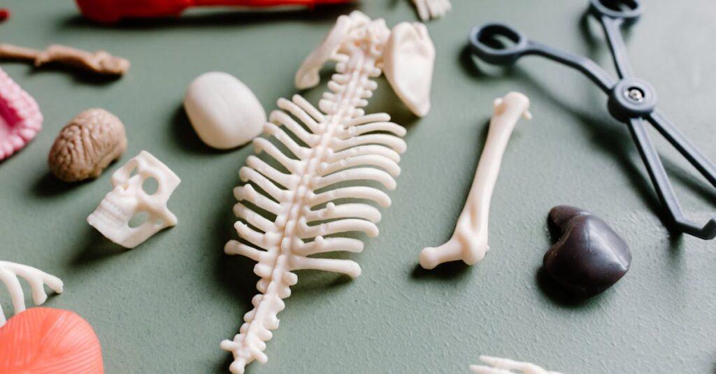 À la découverte de nos organes abdominaux : un voyage visuel