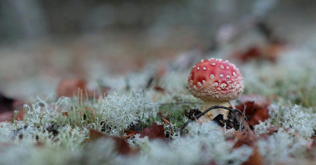 Maîtriser le Copier-Coller : Guide Pratique pour Tous