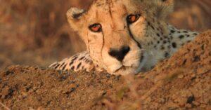 Guépard vs Léopard : Démêler les Mystères des Félins